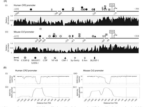Figure 1 From Cell And Stage Specific Chromatin Structure Across The