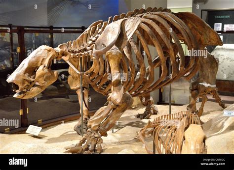 Fossil Skeletonof A Giant Ground Sloth Paramylodon Harlani