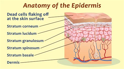 Human Epidermis Skin Structure Skin Science Medical Science Science