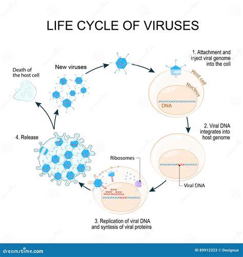 Cycle De Reproduction De Virus Illustration De Vecteur Illustration