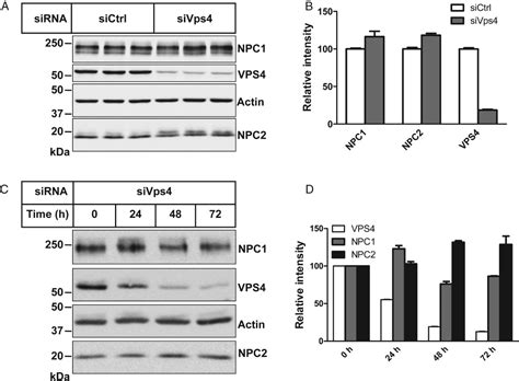 The Aaa Atpase Vps4 Skd1 Regulates Endosomal Cholesterol Trafficking