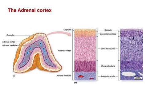 Ppt The Adrenal Glands Powerpoint Presentation Free Download Id