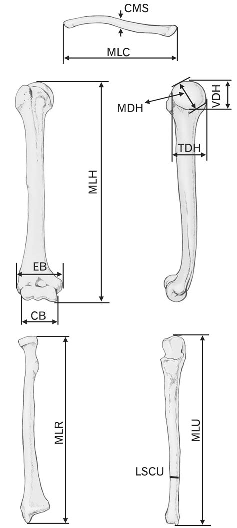 variables used for sex determination cb condylar breadth