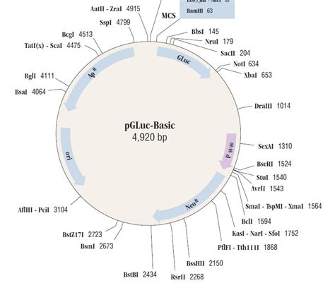 Pgluc Basic载体图谱质粒图谱、序列、价格、抗性、测序引物、大小等基本信息 生物风载体
