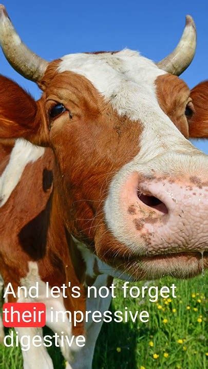 3 Fascinating Things About Cows Youtube