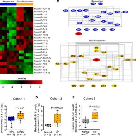 Mirna Expression Profiles In Bm Of Mf Patients Differ According To
