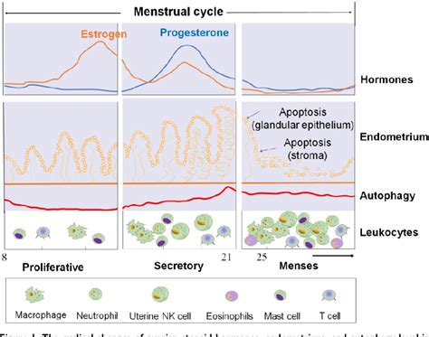 [pdf] Ovarian Hormones Autophagy Immunity Axis In Menstruation And