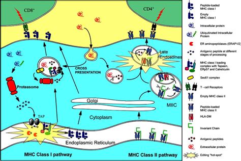 Schematic Depiction Of The Mhc Class I Class Ii And Cross Presentation