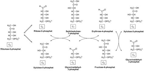 [figure Pentose Phosphate Pathway] Statpearls Ncbi Bookshelf
