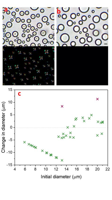 Nematic Droplet Size Progression Over Time Brightfield Top And