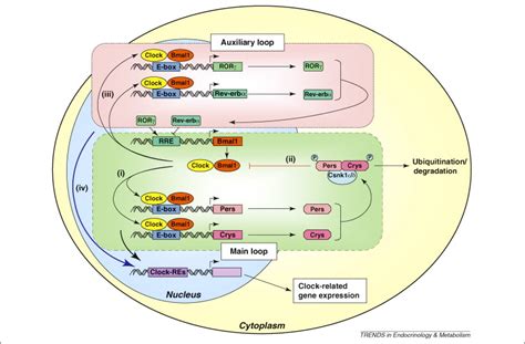 Interactions Of The Circadian Clock System And The Hpa Axis Trends In