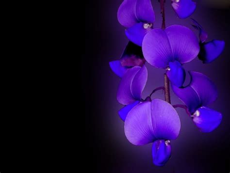 Download Purple Flower Close Up Flower Nature Orchid Hd Wallpaper