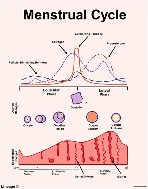 [diagram] With Diagram Explain Menstrual Cycle Mydiagram Online