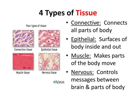 4 Major Types Of Connective Tissue Cxifi