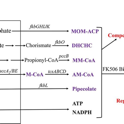 Schematic Representation Of Metabolic Pathways Involved In Fk506