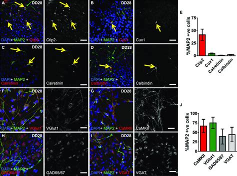 Differentiation Of Ctx0e16 Cells Generates Glutamatergic Cortical