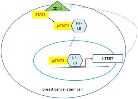 Schematic Diagrams Of Stat3 Htert Cd44 Autocrine Signal Open I