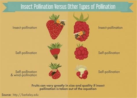 About A Third Of Our Crops Are Pollinated By Bees What Are You Doing