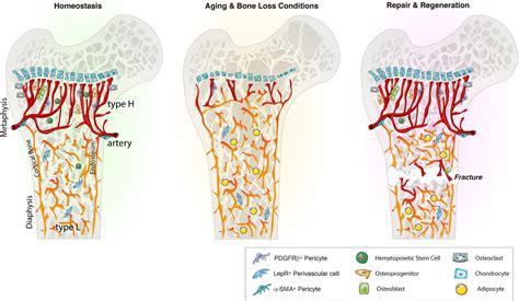 Frontiers Bone Angiogenesis And Vascular Niche Remodeling In Stress