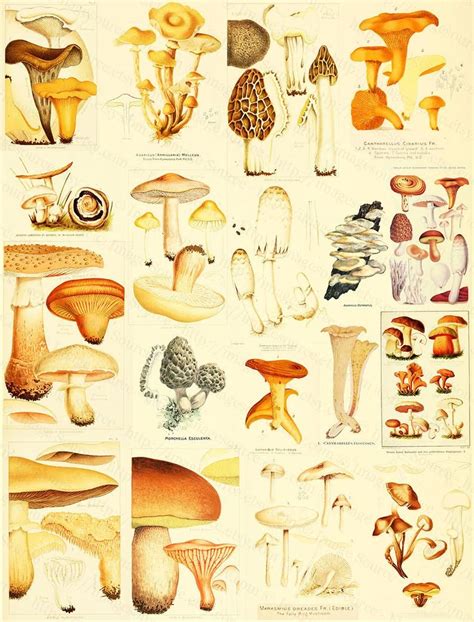 Printable Edible Mushrooms Illustrations Vintage Book Pages Digital