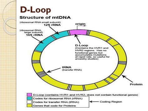 Ppt The Mitochondrial Genome Powerpoint Presentation Free Download