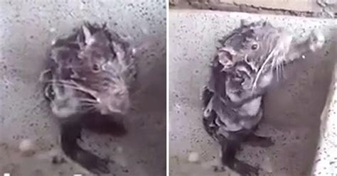 Rat Caught On Camera Taking A Shower Like A Human Metro News