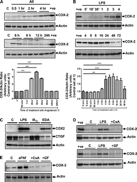 Calcineurin And Pkc Dependent Cox 2 Induction Induction Of Cox 2