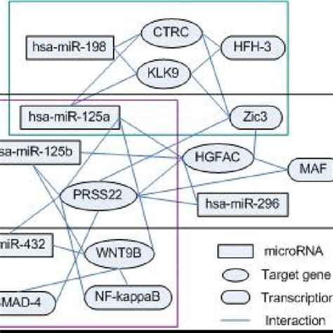 Schematic Description Of The Data Set Construction The Mirna Gene