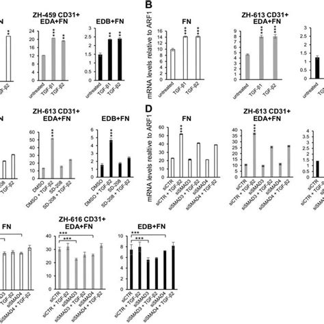 Tgf β1 Tgf β2 And Tgf β3 Induce Eda Fn And Edb Fn Expression In Hcmec
