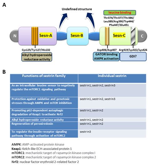 The Structural And Functional Domains As Well As The Biological