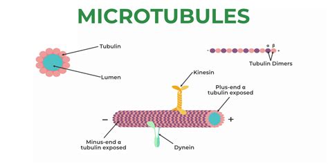 What Are Microtubules Structure Diagram And Its Functions Geeksforgeeks