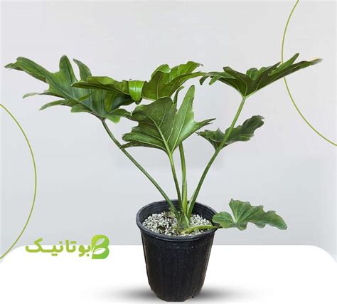 قیمت و خرید برگ انجیری فر ارسال مستقیم از گلخانه بوتانیک