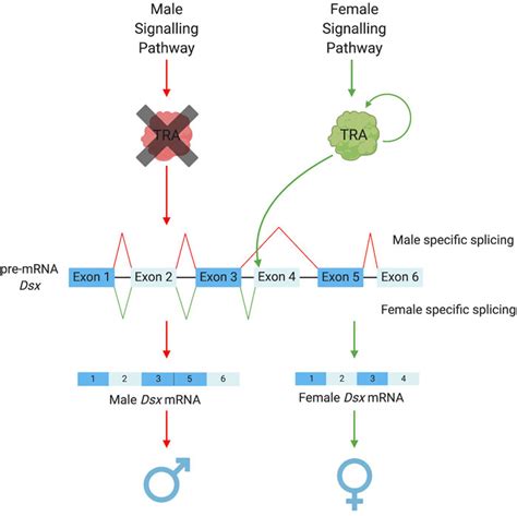 Frontiers Manipulating Insect Sex Determination Pathways For Genetic