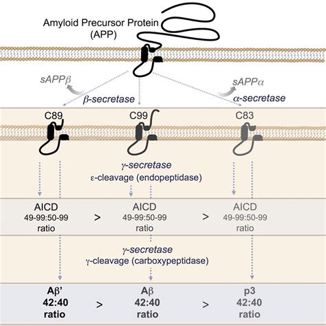 The Alzheimers Disease γ Secretase Generates Higher 42 40 Ratios For β