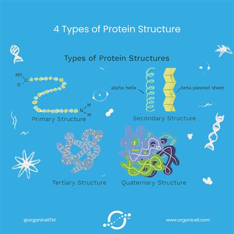 Secondary Protein Structure Beta Pleated Sheet