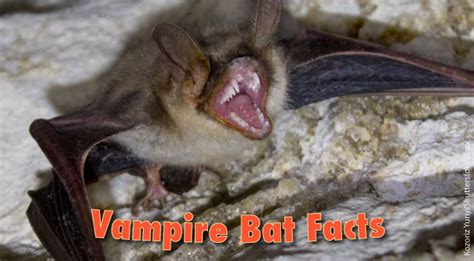 Vampire Bat Facts Pictures Information And Video