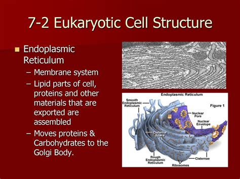 Cell Structure And Function Ppt Download