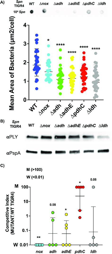 Disruption Of Nad Regeneration Alters Spn Virulence Factor Production