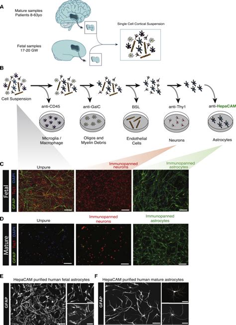 Purification And Characterization Of Progenitor And Mature Human