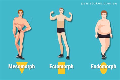 Beginners Guide To Body Types Ectomorph Mesomorph And Endomorph