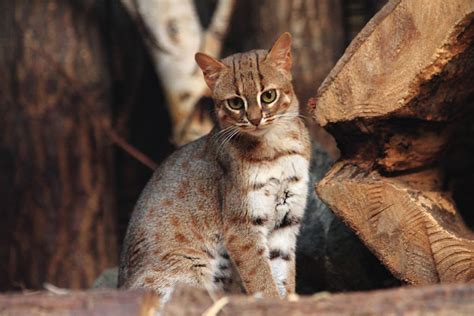 All 40 Species Of Wild Cats And Where To See Them In The Wild