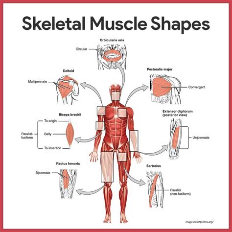 A Venn Diagram Of The Musculoskeletal System Musculoskeletal