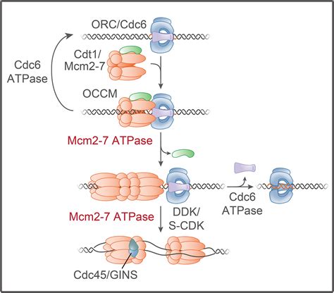 Multiple Functions For Mcm2 7 Atpase Motifs During Replication