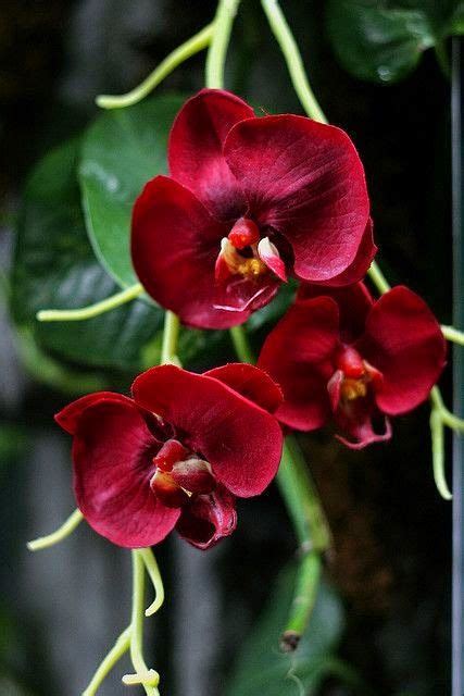 509 Best Images About Orchids On Pinterest Rare Orchids Orchid