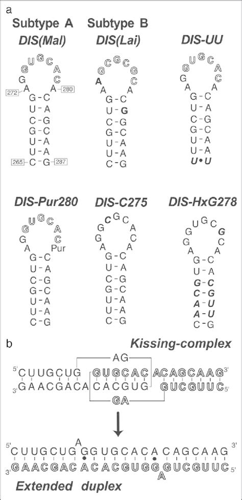 The Hiv 1 Dis A Sequence And Secondary Structure Of Wild Type And