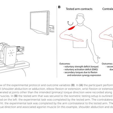 Figure The Strength Of Proximal To Distal Vs Distal To Proximal