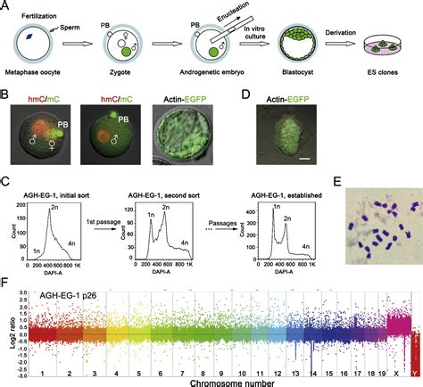 Generation Of Genetically Modified Mice By Oocyte Injection Of