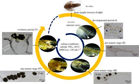 Spatio Temporal Patterns Of Ovarian Development And Vgr Gene Silencing