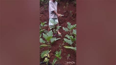 Berkebun Di Pekarangan Rumah Panen Terong Berkebun Gardening Panen