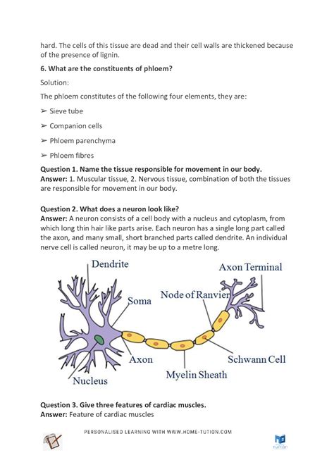 Ncert Solutions For Class 9 Science Chapter 6 Tissues